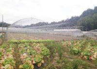 China Single Layer IGreen Multispan Plastic Film Greenhouse for Shoulder Height 1.8-2.5m for sale