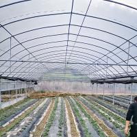 China Film Cover Fiber Glass Greenhouse 8m Tunnel Width With Cooling Pad for sale