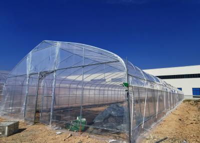 China Tunnel Greenhouse with Hot Dipped Galvanized Steel Structure and 275gsm Zinc Coating for sale