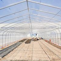 China Tunnel Greenhouse with Hot Dipped Galvanized Steel Structure and 275gsm Zinc Coating for sale