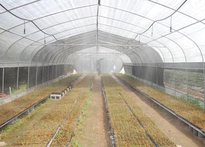 China 19.68' Climate Control Greenhouse PE Roof Height 6m With Ceiling Fan for sale