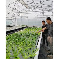 China Strong Frame Greenhouse with Hot Dipped Galvanized Steel Structure and Film Cover for sale