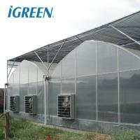 China Tomato Growing Agricultural Equipment Roof Vent Free Multi Span Greenhouse for sale