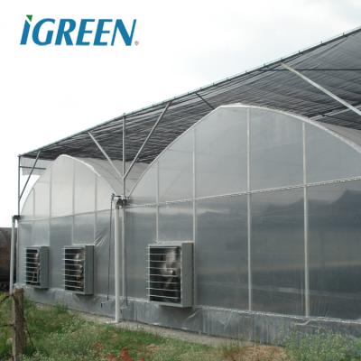 China Tomato Growing Agricultural Equipment Roof Vent Free Multi Span Greenhouse for sale