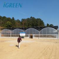 China Tomato Growing Agricultural Equipment Roof Vent Free Multi Span Greenhouse for sale