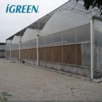 China Tomato Growing Agricultural Equipment Roof Vent Free Multi Span Greenhouse for sale