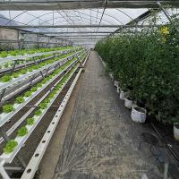 China Aquaponics Growing Greenhouse Hydroponics System Automatic Watering Vertical Nft Hydroponics Growing System for sale