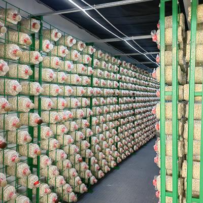 China Single Span Greenhouse 20ft Agricultural Greenhouse For Mushroom Cultivation for sale