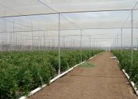 China Multi Span Shade Net Greenhouse Rustproof For Strawberry And Mushroom for sale