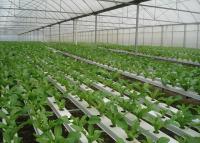 China Commercial NFT Single Hydroponic System Growing Vegetable with Film Cover for sale