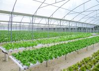 China Commercial NFT Single Hydroponic System Growing Vegetable with Film Cover for sale