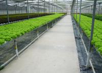 China Commercial NFT Single Hydroponic System Growing Vegetable with Film Cover for sale