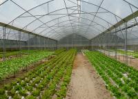 China Commercial NFT Single Hydroponic System Growing Vegetable with Film Cover for sale