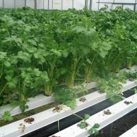 China Commercial NFT Single Hydroponic System Growing Vegetable with Film Cover for sale
