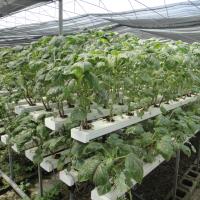 China Commercial NFT Single Hydroponic System Growing Vegetable with Film Cover for sale