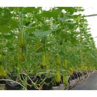 China Hot Dipped Galvanized Steel Pipe Greenhouse Vent for Open Ventilation and Ridge Roof for sale