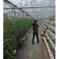 China Vegetable Cultivation Plastic Tunnel Greenhouse 12m Width Single Layer for sale