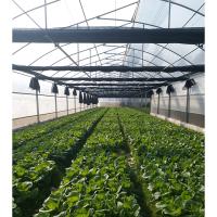 China Vegetable Cultivation Plastic Tunnel Greenhouse 12m Width Single Layer for sale