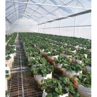 China 2-5m Shoulder Height High Tunnel Sawtooth Greenhouse for Commercial Plant Cultivation for sale