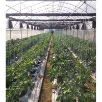 China 2-5m Shoulder Height High Tunnel Sawtooth Greenhouse for Commercial Plant Cultivation for sale