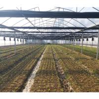 China 2-5m Shoulder Height High Tunnel Sawtooth Greenhouse for Commercial Plant Cultivation for sale