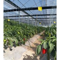 China Vegetable Cultivation Plastic Tunnel Greenhouse 12m Width Single Layer for sale