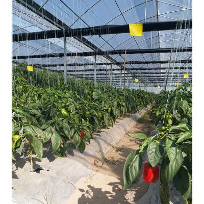 China 8-12m Single Span Greenhouse with Roof Vent 90mph Wind Resistance for sale