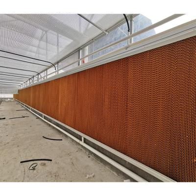 China Vegetable Cultivation Plastic Tunnel Greenhouse 12m Width Single Layer for sale