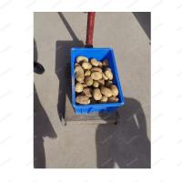China Factory Price Fresh Ginger Washing Machine Potato Peeler Machine tumeric peeling machine Price for sale