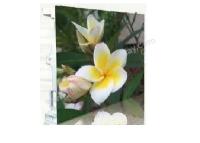 China Outdoor Rental LED Display P6 for sale