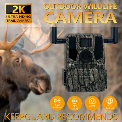 China 4G LTE Hunting Camera KW897 36MP 2K Video Dual Antennas 100ft Night Range for sale