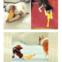 China Rubber Screaming Chicken Squeaky Dog Toy Vinyl Funny Bite Training Toys For Dogs for sale