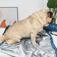 China Pet drying bag blow Quick Drying Dog Drying Robe Hair Blowing Tool Quick Automatic Drying Hair Dryer for sale