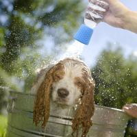 China Portable Pet Dog Shower Head Outdoor Water Sprayer Pet Bathing Tools Water tube Dog Paw Cleaner Silicone Pet Dog Shower Head for sale