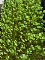 China Eco-Friendly Organic Rock Wool Board - Formaldehyde-Free Soundproofing Material for Home Renovation for sale