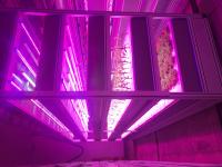 China 120KWH Per Day Hydroponic Shipping Container Insulation Microgreen Growing System for sale