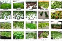 China Basil 40ft Hydroponic System Shipping Container Weather Resistant for sale