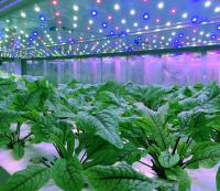 China Customized 10KW Vegetable Vertical Farm Container 200kg To 400kg Per Month for sale
