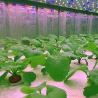 China Polyurethane Insulation Hydroponic Container Farm With 1212*800*90MM Tray for sale