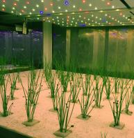China 20ft NFT System Hydroponic Shipping Container Farm For Leafy Greens for sale