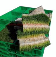 China 210v-240v 500KG Hydroponic Fodder Sprouting System For Cattle for sale