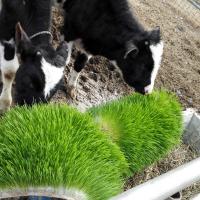 China 640pcs Tray Horse Fodder Container Hydroponic Grass Sprouting Machine With LED Light for sale