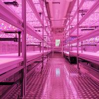 China 3 Layer 600*1500mm Indoor Vertical Farms Hydroponic Growing Racks For Herbs Plants for sale