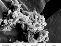 China Magnification Max 150000X Scanning Electron Microscope 5nm Resolution EDS BSE for sale
