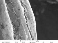 China Desktop Scanning Electron Microscope 60000X Magnification 15nm Resolution Optional EDS for sale