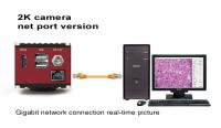 China HDMI 60FPS Microscope Digital Camera with Gigabit Network Interface 1920x1080 for sale