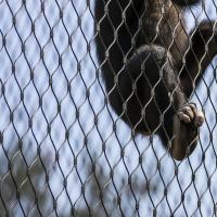 China 2.5m Height AISI 304/316 Zoo Netting Stainless Steel for Zoo Exterior Enclosure for sale