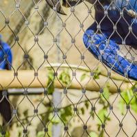 China 2.5m Height AISI 304/316 Zoo Netting Stainless Steel for Zoo Exterior Enclosure for sale