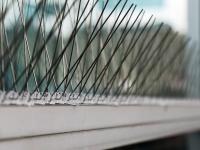 China Birdbarrier Stainless Steel Bird Spikes Anti for sale
