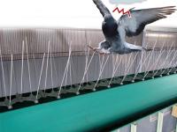 China Birdbarrier Stainless Steel Bird Spikes Anti for sale